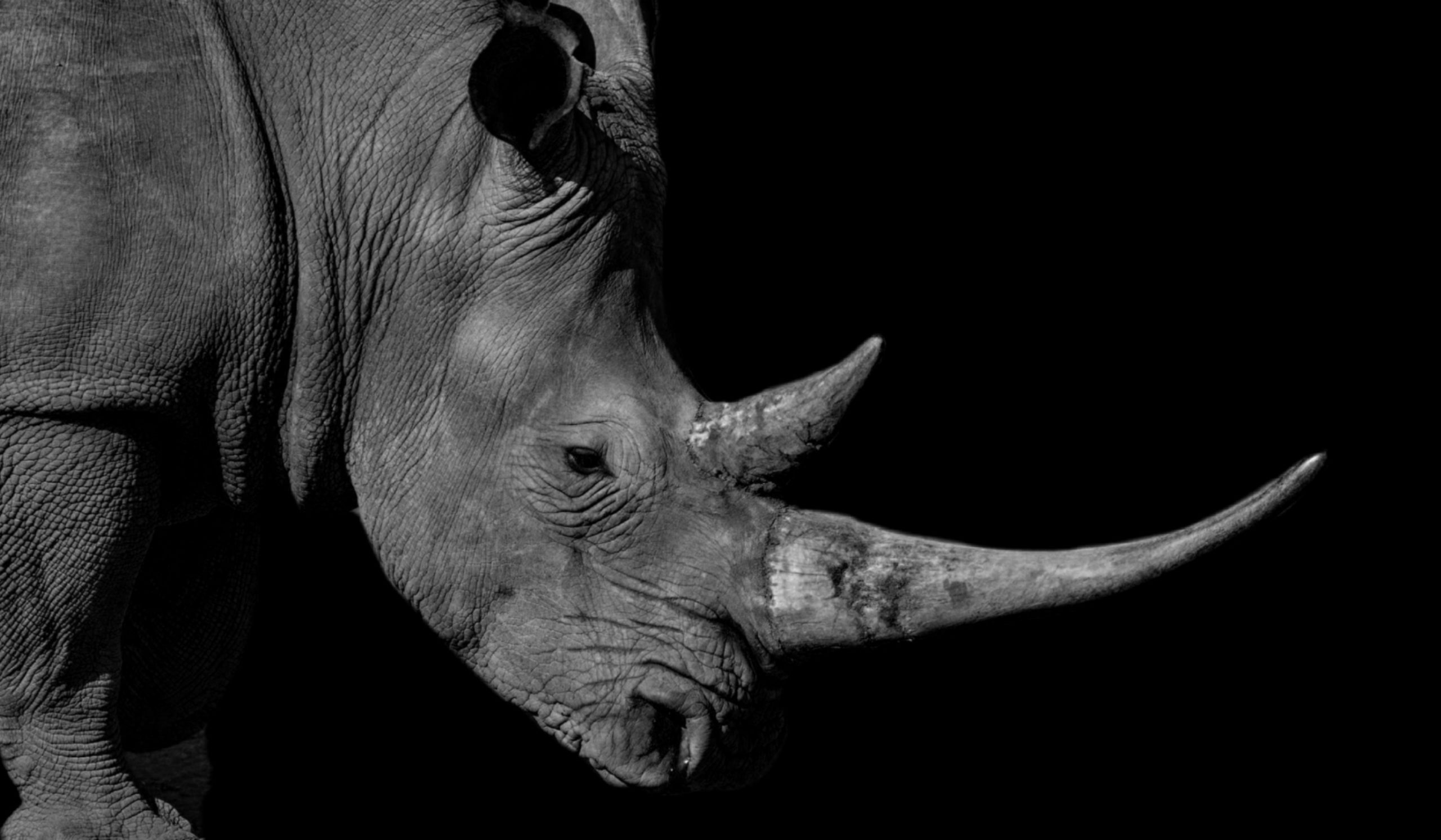 What Makes a Republican a “RINO”? - by Will Saletan