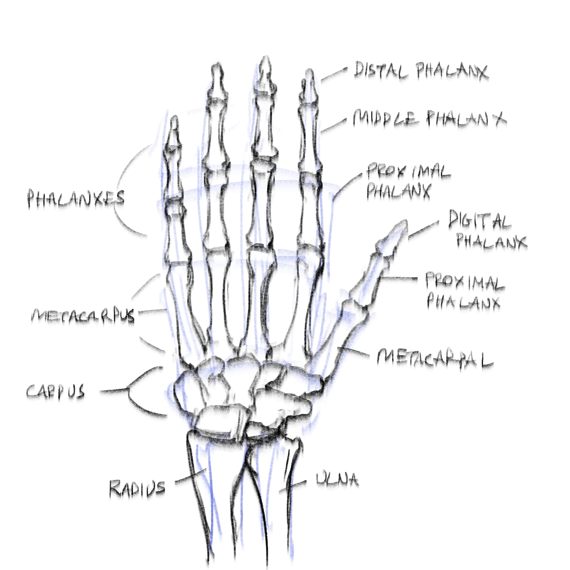 Hand Drawing - by Archie Birch - Arc-B Pictures