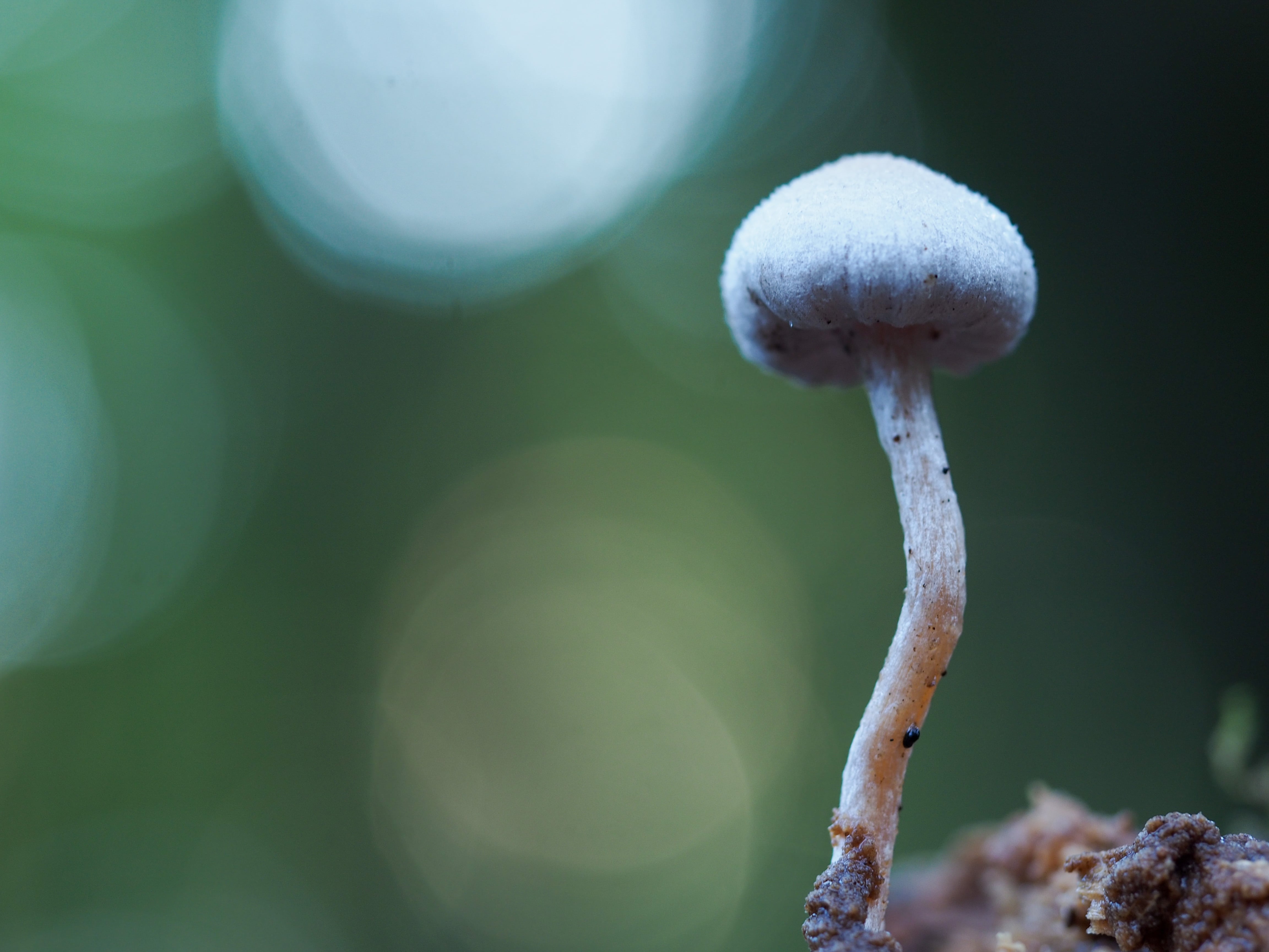 Unearthing the Colorful and Bizarre Pouch Fungi of New Zealand