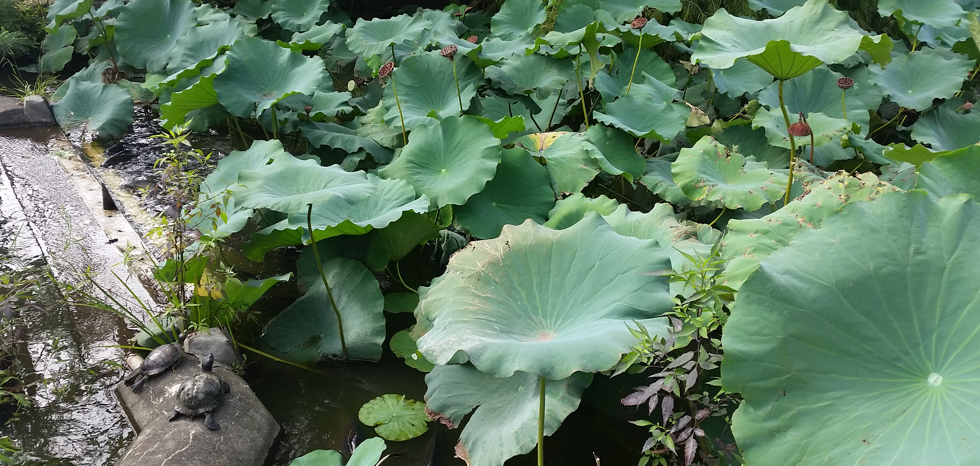 Turtles in Japanese Folklore and Culture