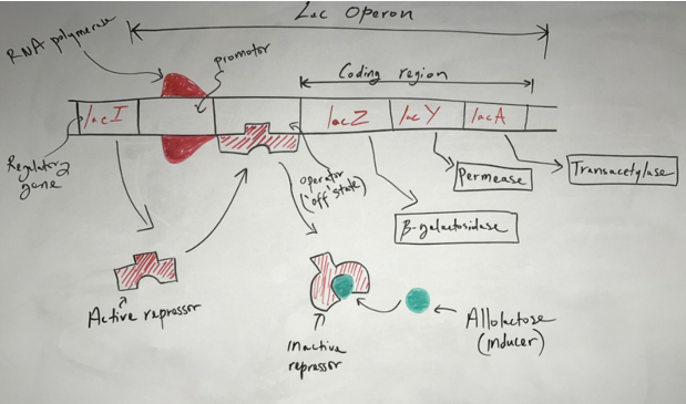 Regulation of Gene Expression: The Lac and Trp Operon