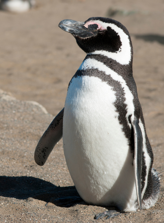 Meet the 18 Penguins of the World (Yes, There Are That Many!)