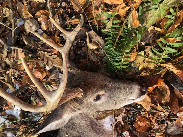 The anatomy of a whitetail deer - The Kokomo Lantern