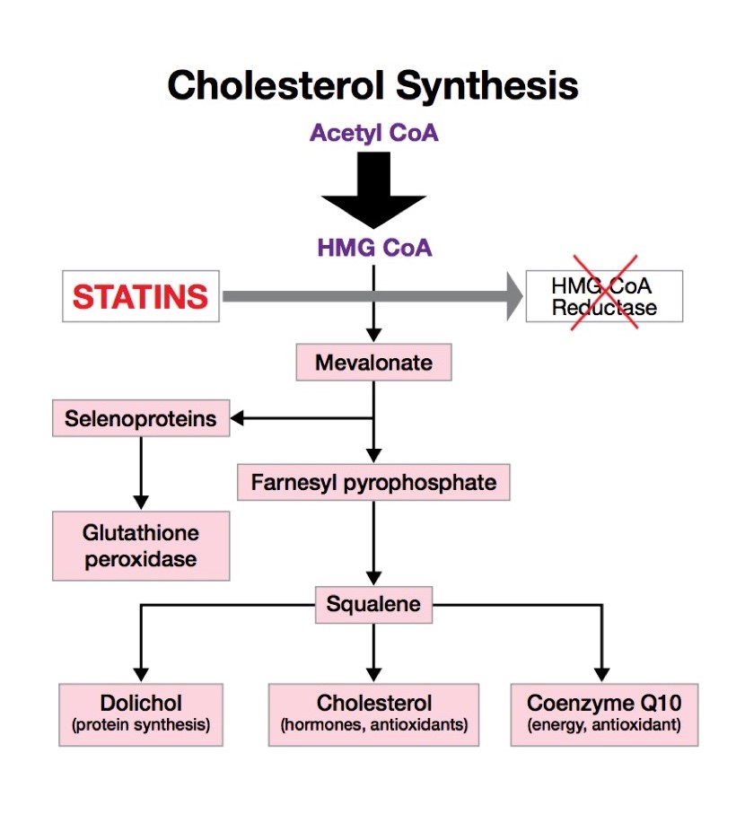 STATIN DRUGS laid the groundwork for COVID