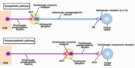 Neurotransmissores e receptores colinérgicos - Transmissão Colinérgica