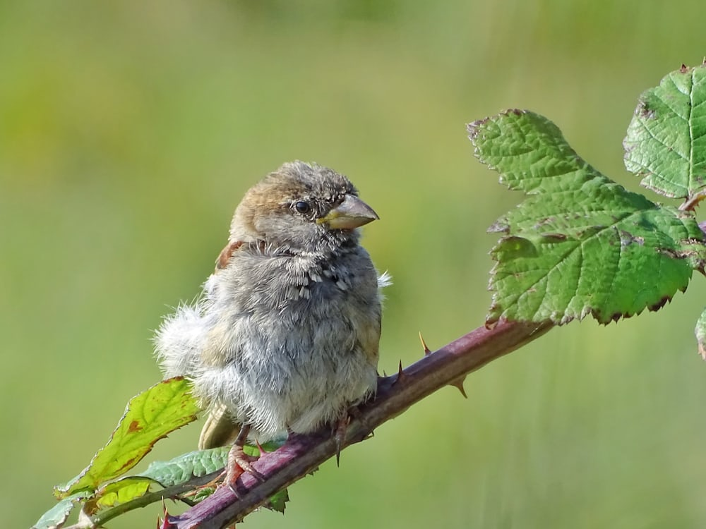 The Importance of Bramble for Rewilding Parks and Gardens