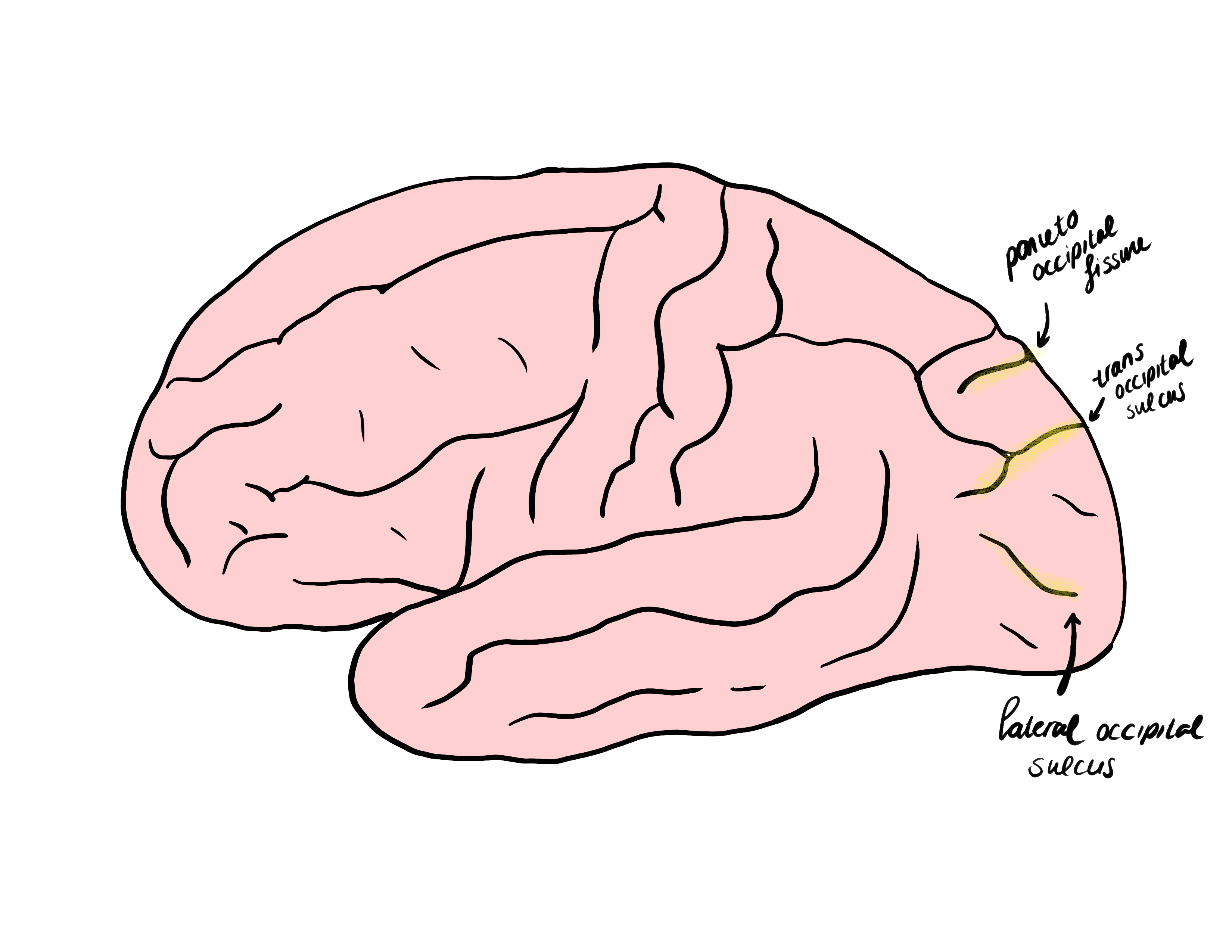 Inside the Brain's Wrinkles: A Guide to he Gyri, Sulci and What Happens ...
