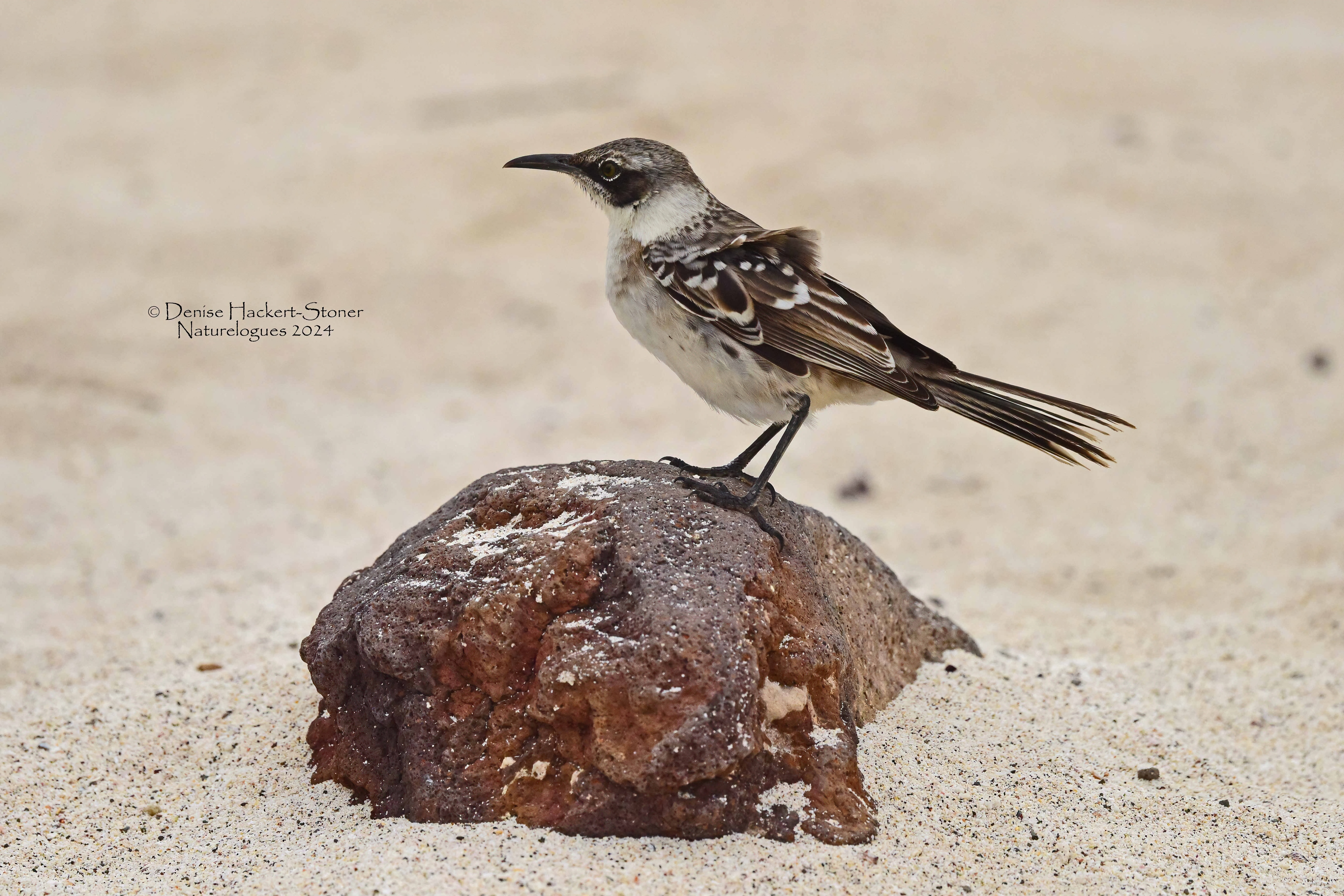 Mockingbirds of the Galapagos - by Scott Stoner