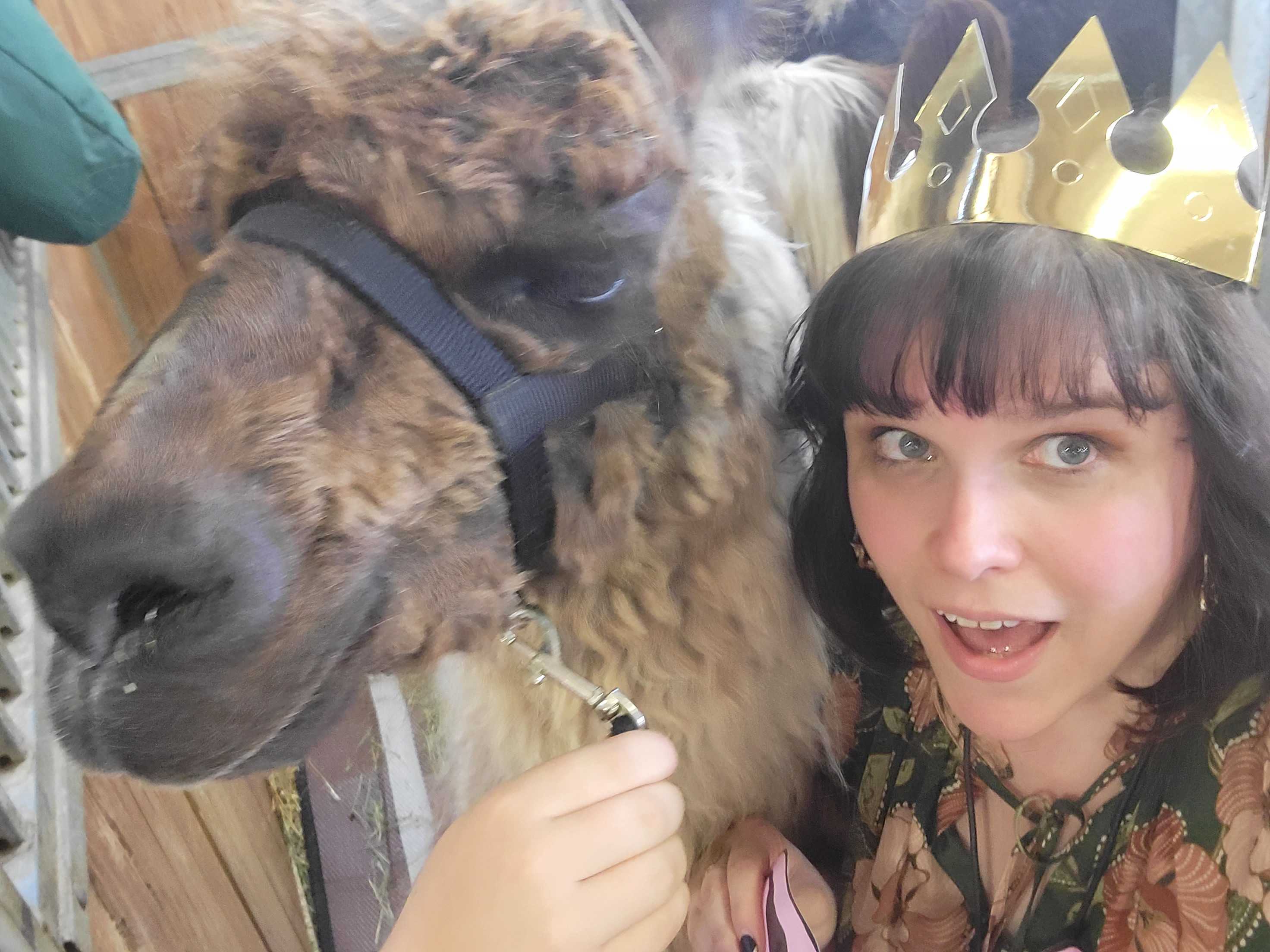 Happy National Llama Day! - by Robyn Pennacchia - Wonkette