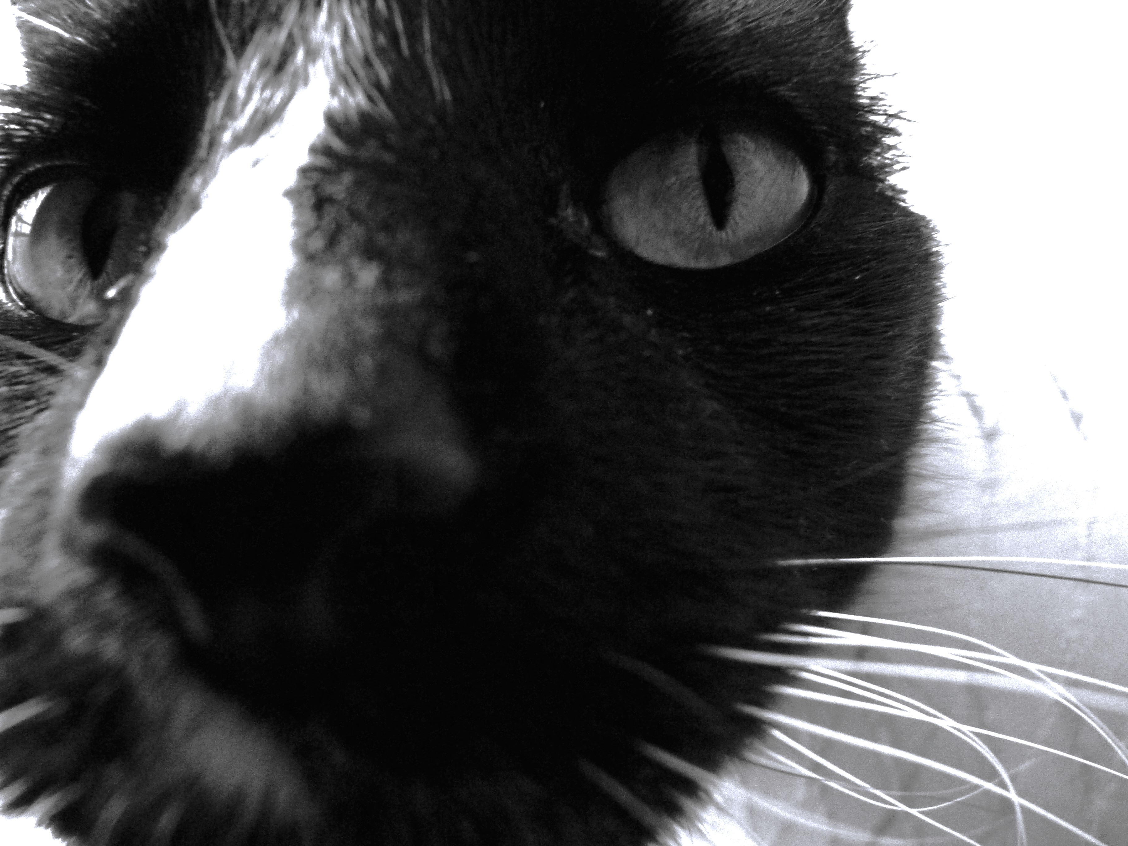 ziggywiggy on Substack: "‘Scuse me, do I smell HAM?"