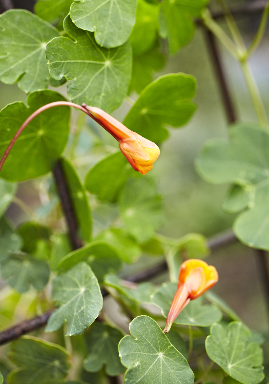 MASHUA, aka Tropaeolum tuberosum