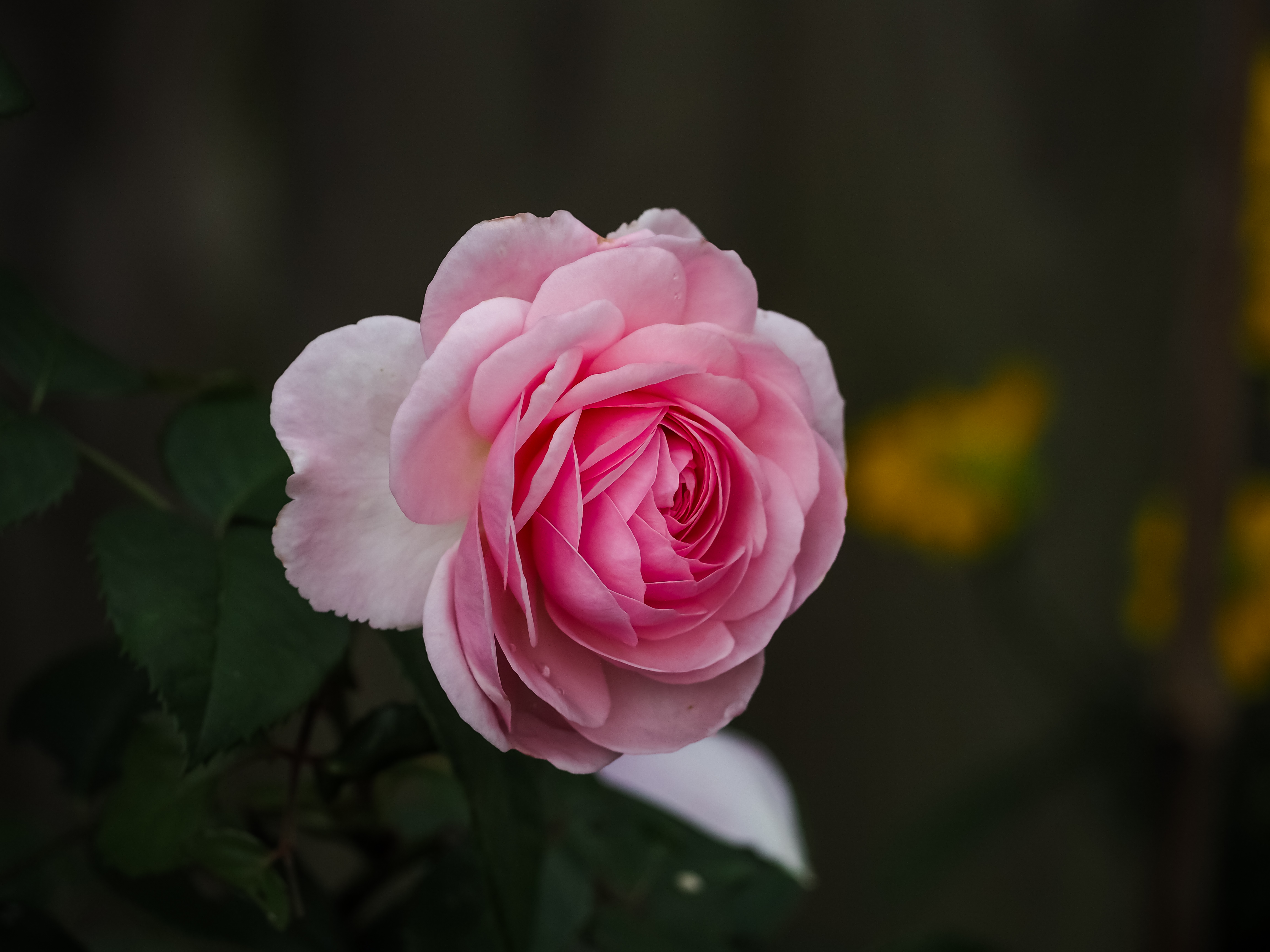 10 Simple Things That Bring Me Joy - by Clementine Barton