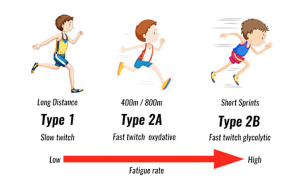 What Happens to Your Body When You Stop Training?