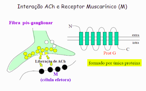Neurotransmissores e receptores colinérgicos - Transmissão Colinérgica