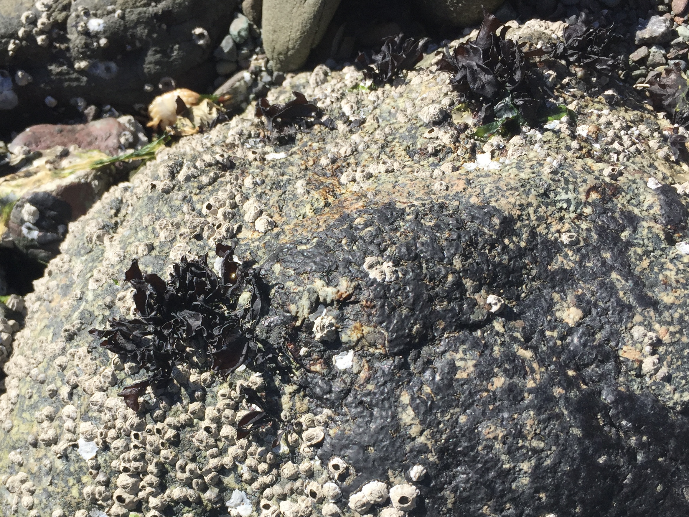 The Art of Underwater Adhesion: Seaweed Holdfasts