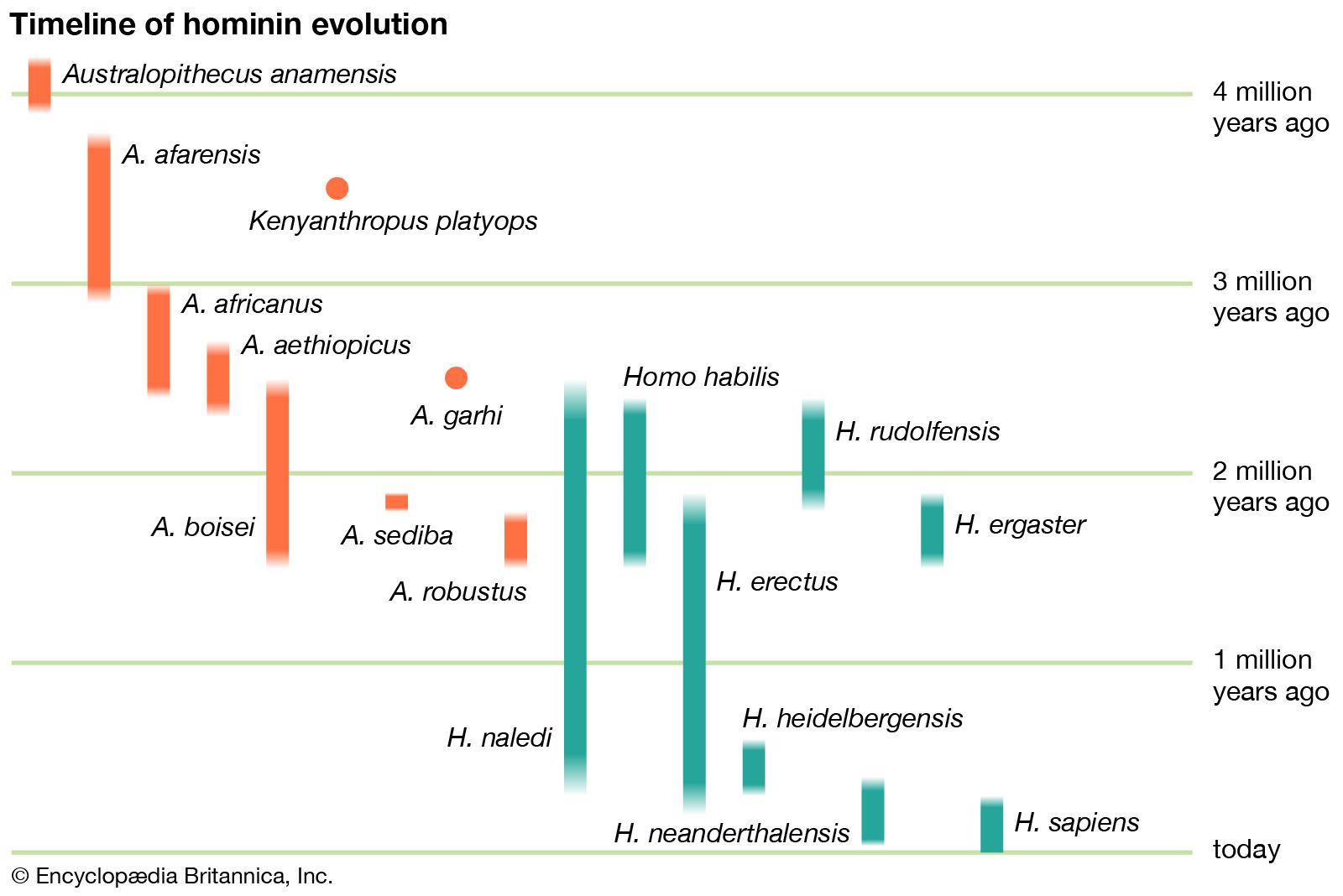 The Evolution of Human Diet Since the Origin of Genus Homo