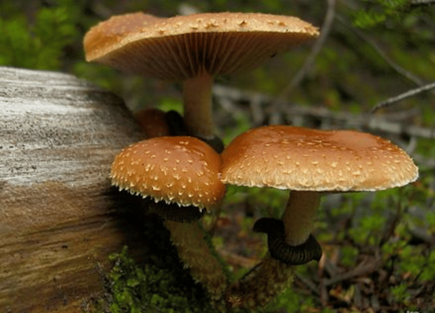 The Dark Truth About Wavy Cap Mushrooms (Psilocybe cyanescens)