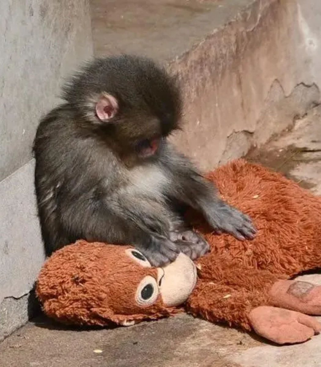 Panchi-Kun's wild first month as a full time monkey