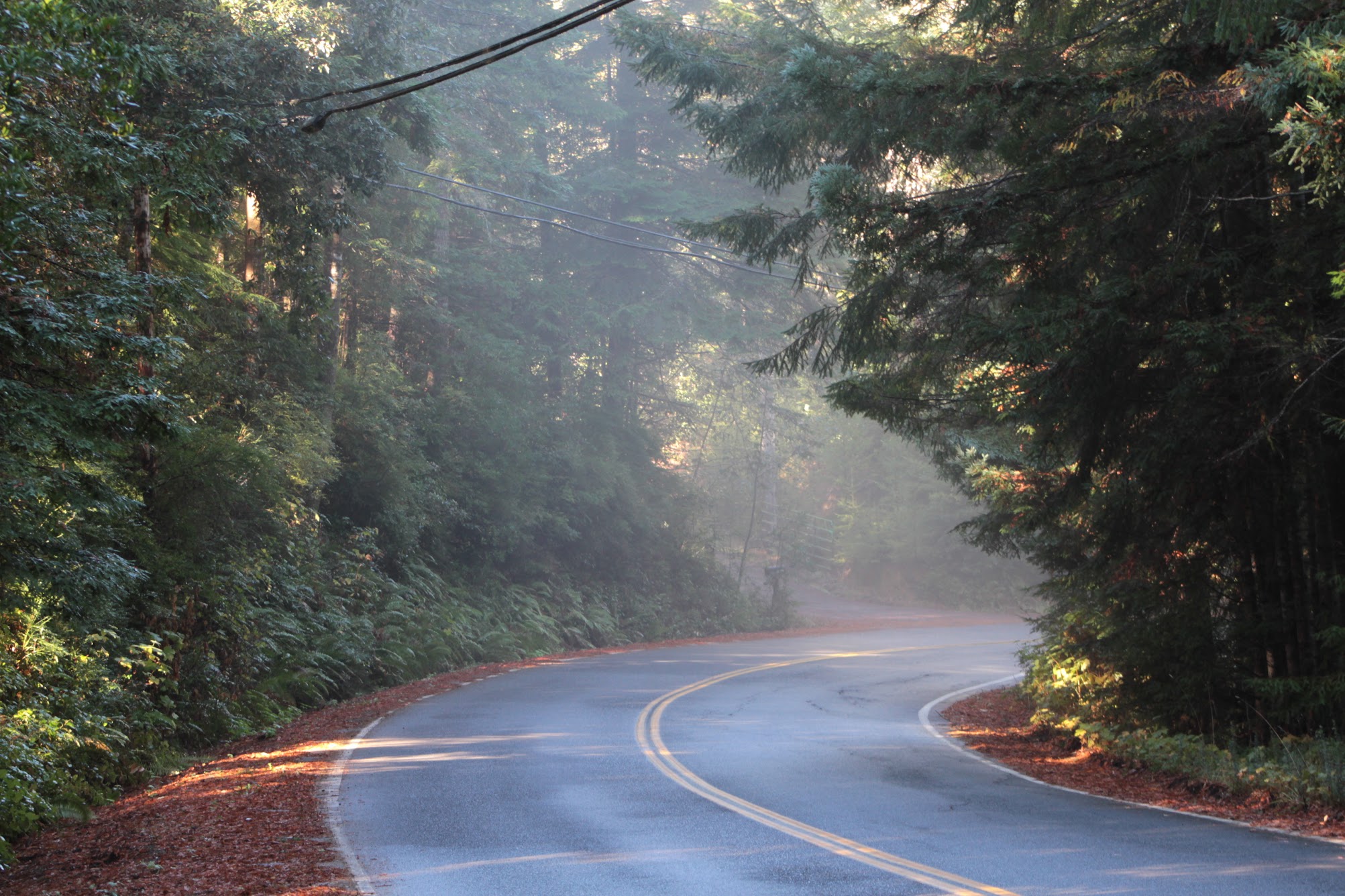 Komorebi: Sunlight filtered through trees - Untranslatable