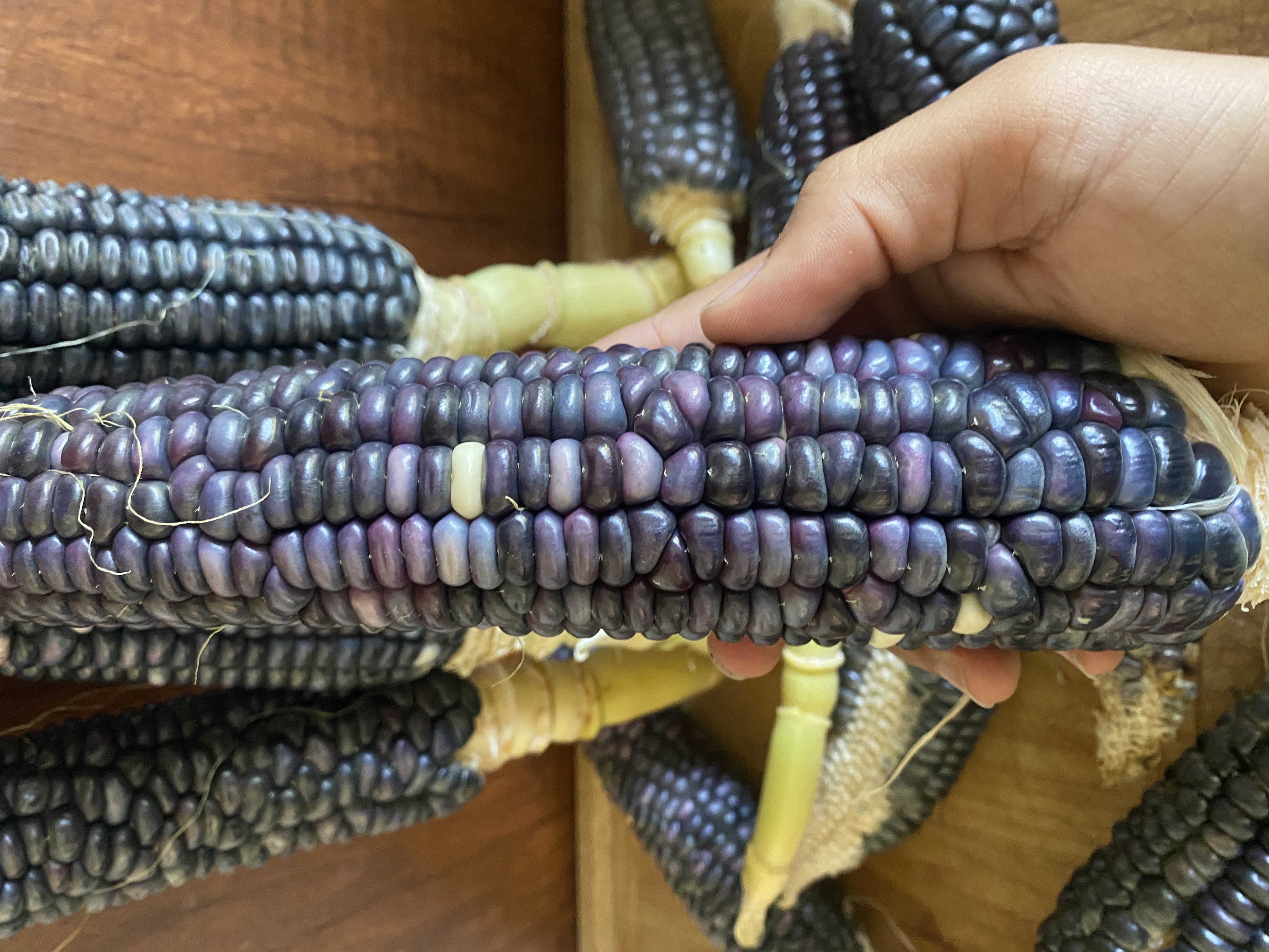 How I'm Growing Blue Corn - by Mina Nada - Source of Flavor