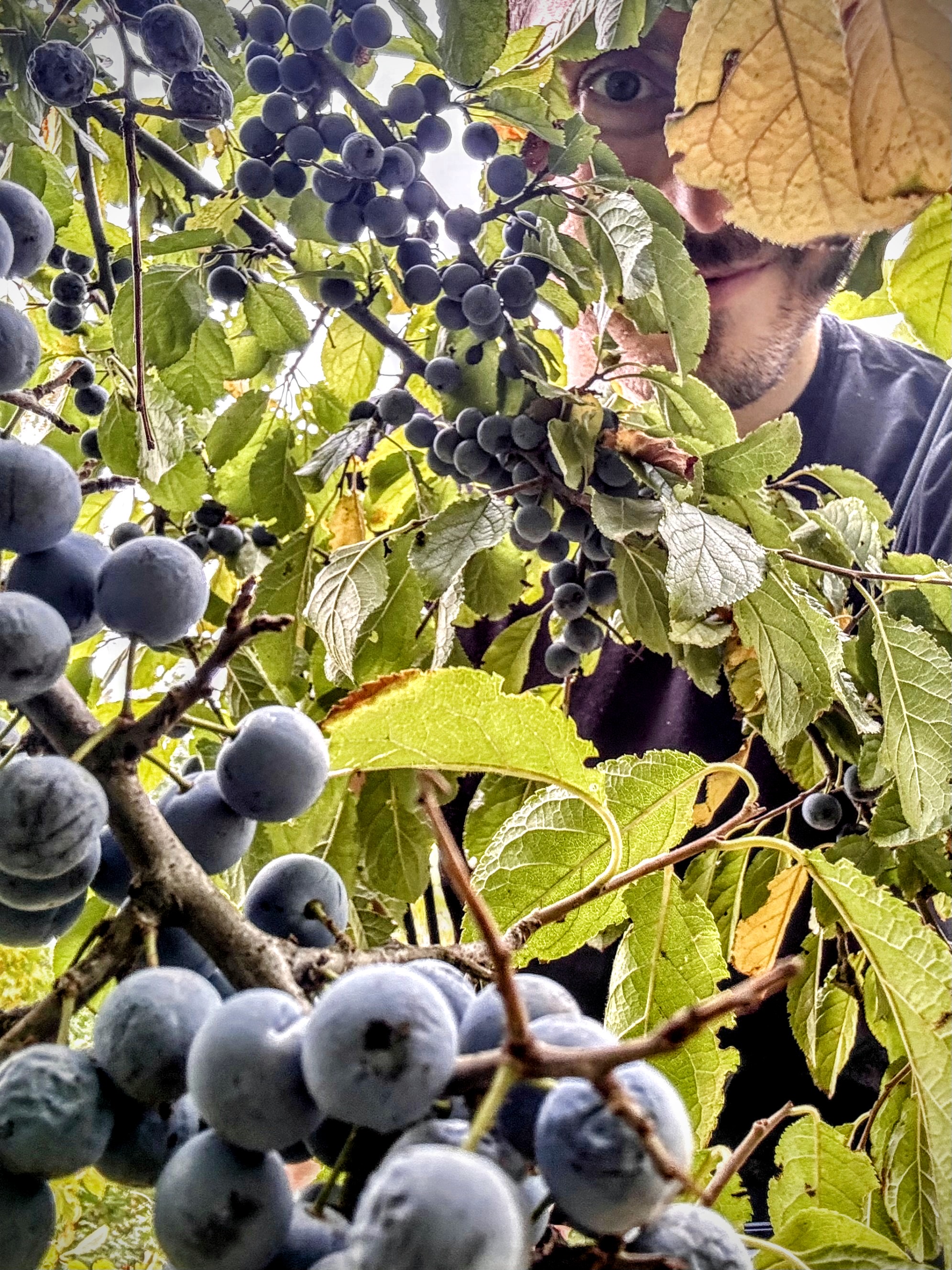 The Real Big Apple: Tracing the Botanical Origins of the World's Most ...