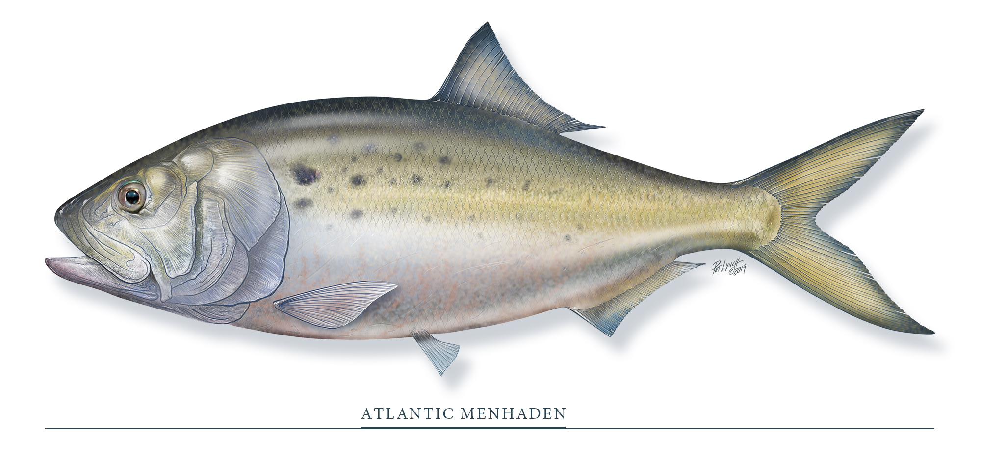The Atlantic Menhaden: Why Marine Scientists Call It “The Most ...