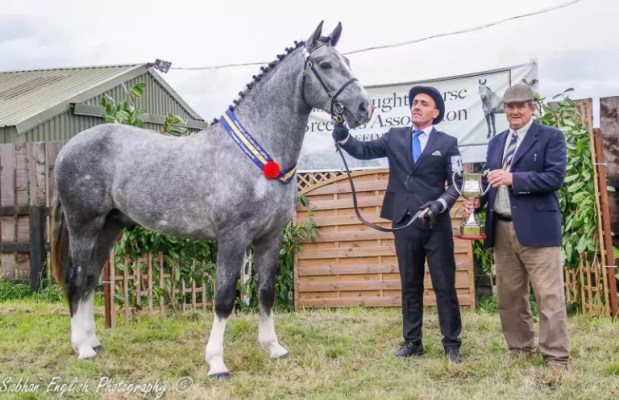 The Irish Draught Horse – 10 Incredible Facts