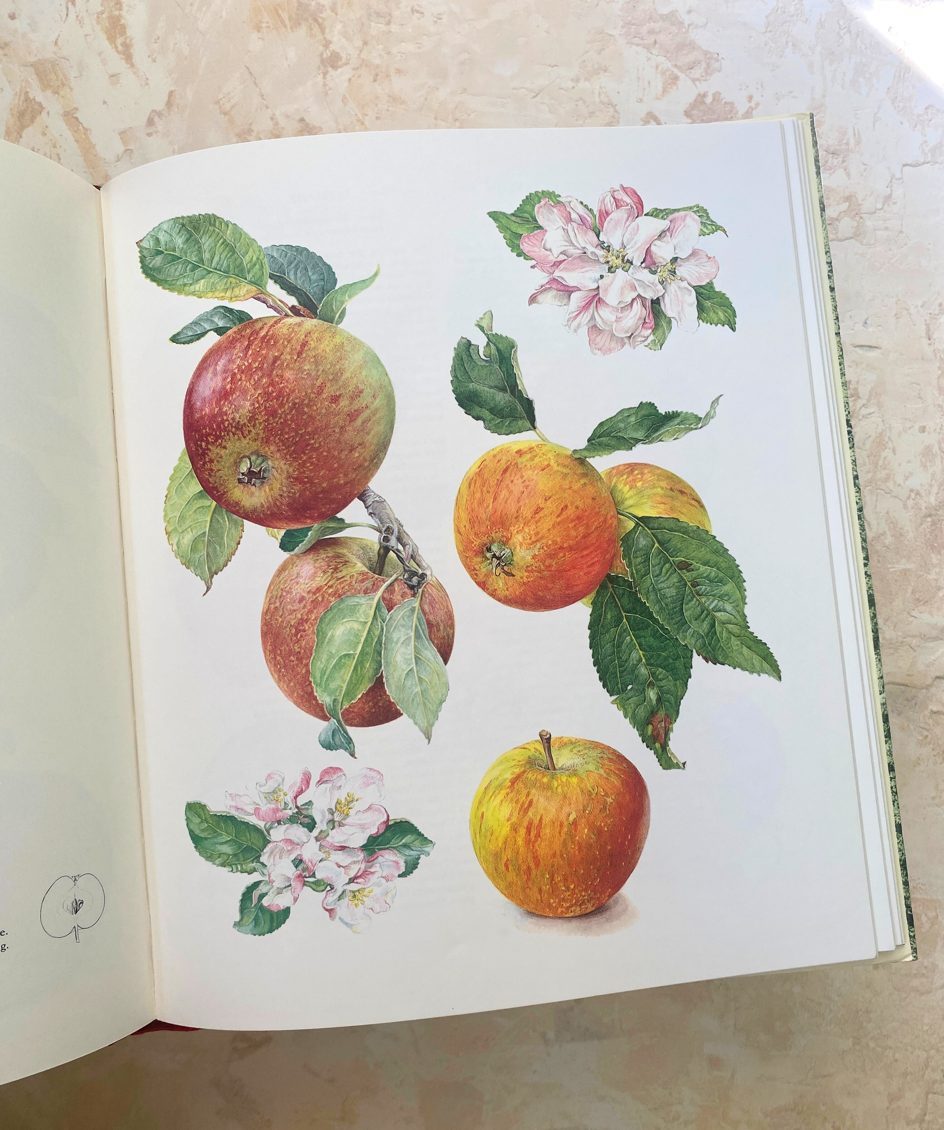 The Lost Orchard: Books on Apples 🍏📚