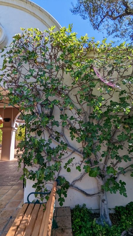 Espalier - by Chris Bell - Colwynn Garden Design