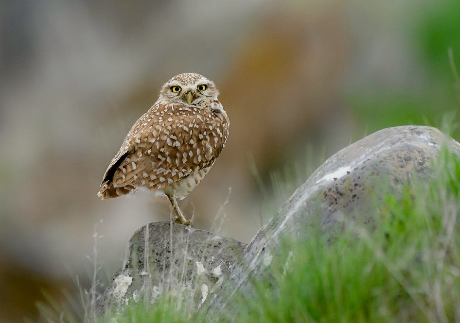 I WONDER…Why does everyone think owls are so smart?