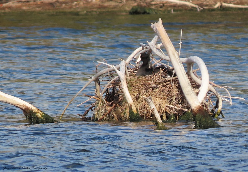Who are you calling an "old coot?" - by Jackie Cestero