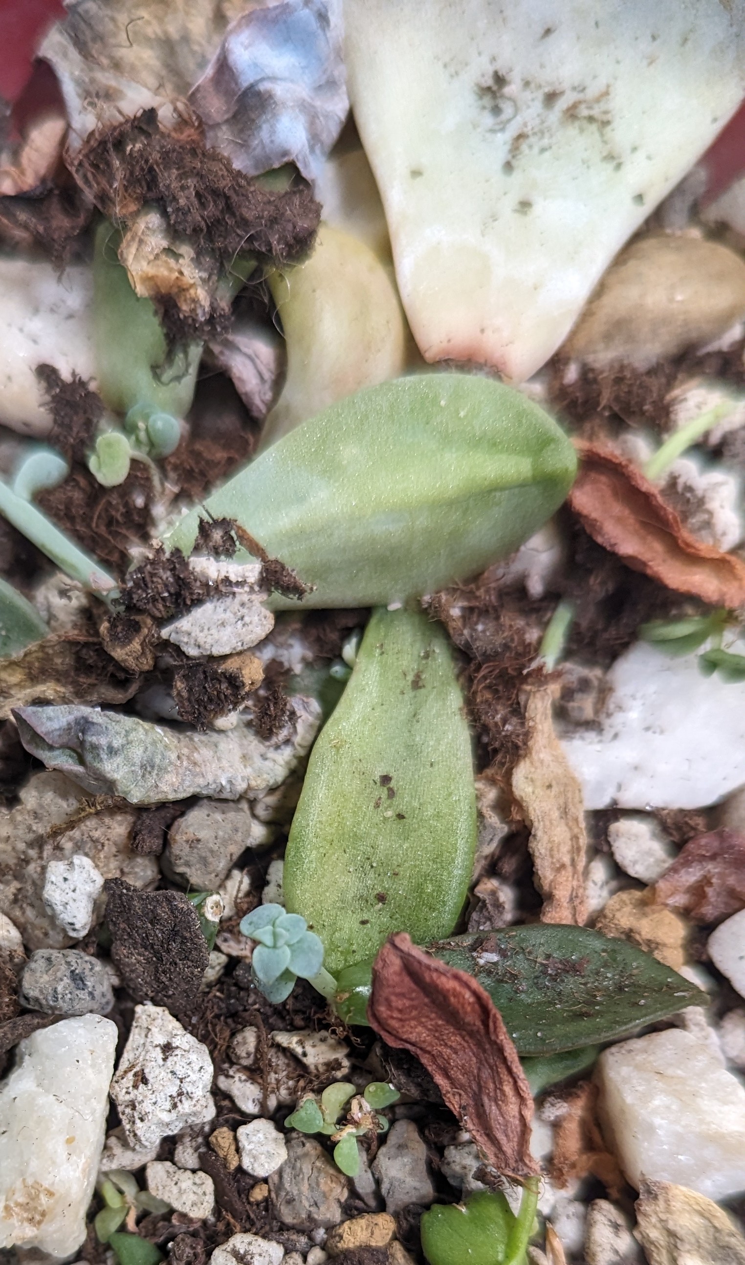 My favorite super-easy plants - by Zawn Villines