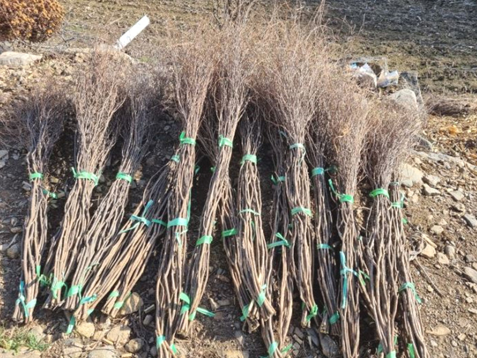 Dokkaebi, a Korean Mythical Creature - by LA Seoulite