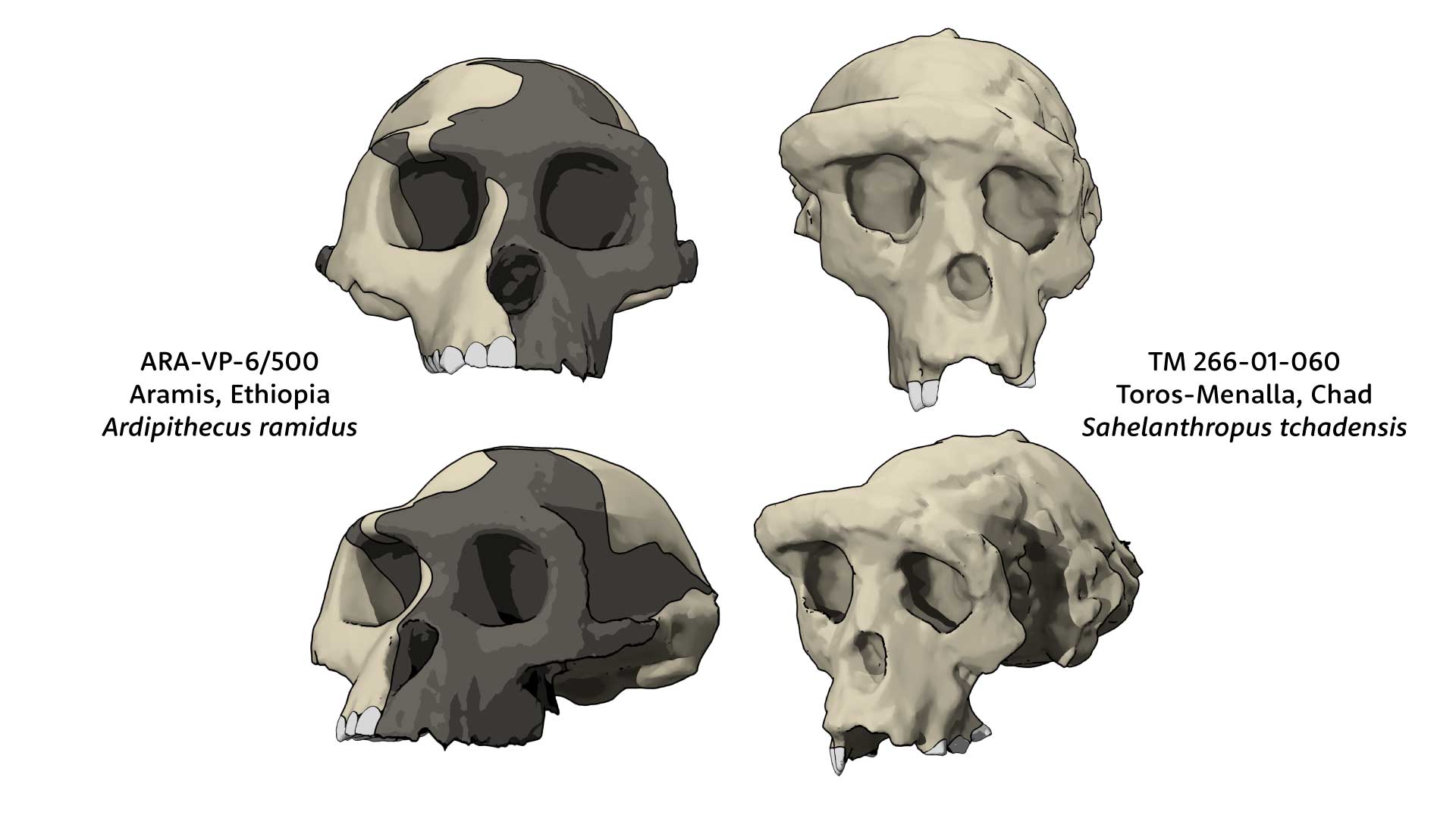 Guide to Sahelanthropus, Orrorin and Ardipithecus