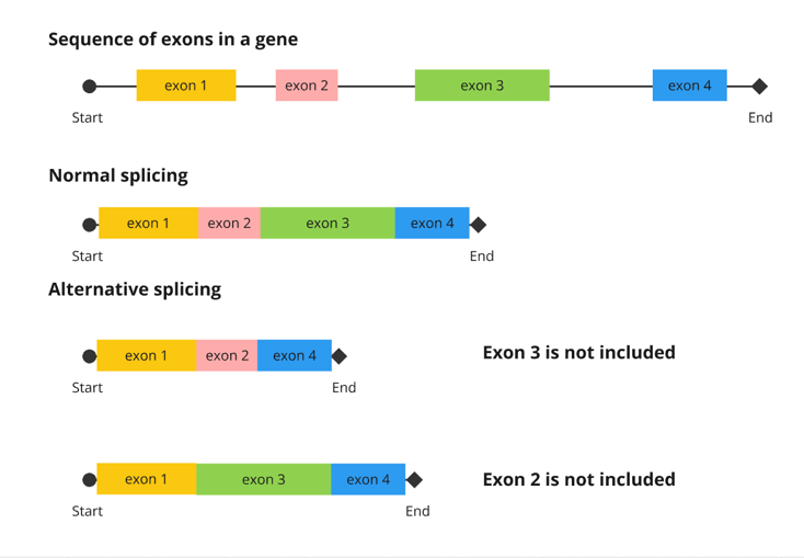Understanding Splice Variants - by Sergey A.