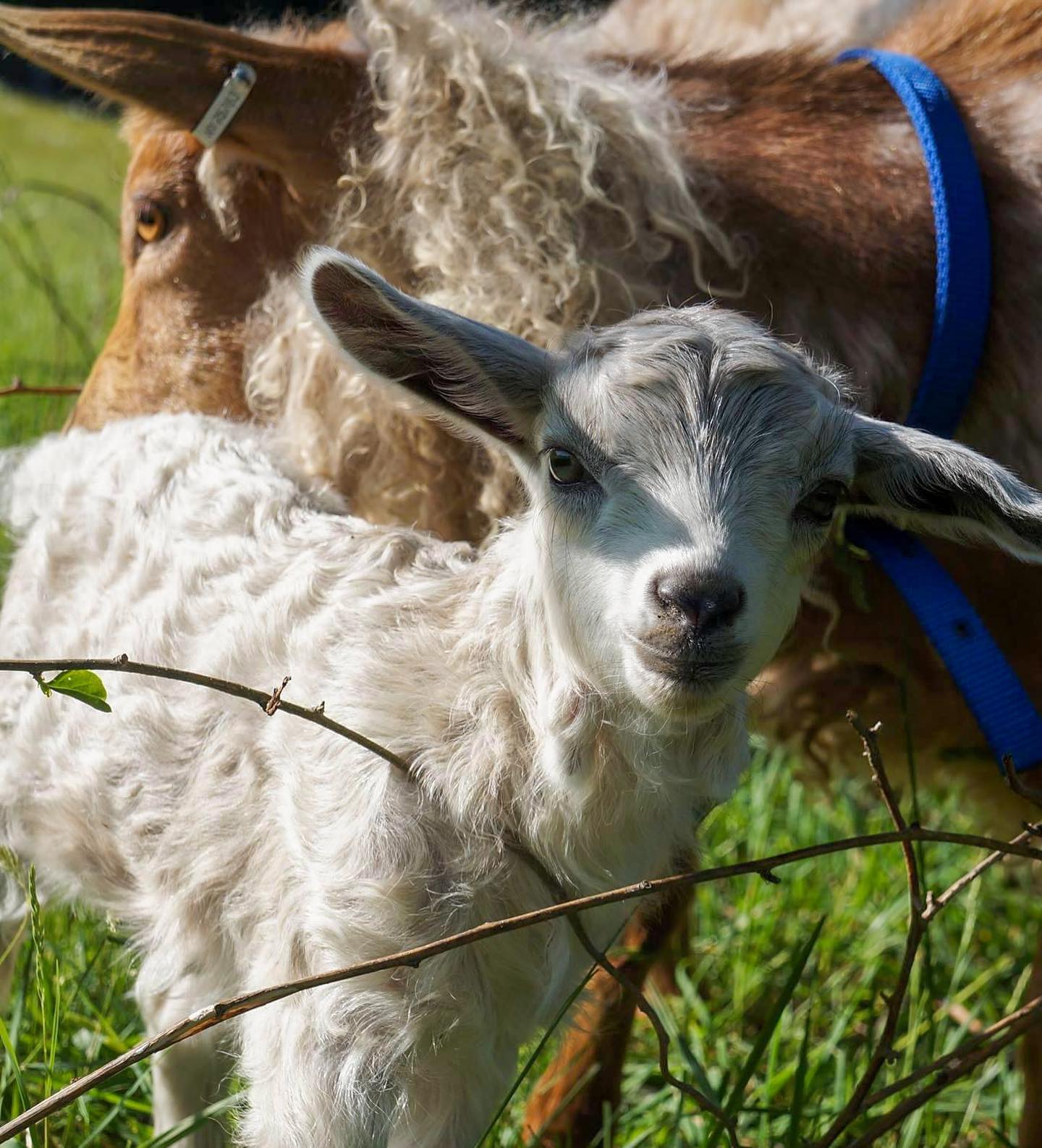 Should you Raise Goats? Our Story with Pygora Goats