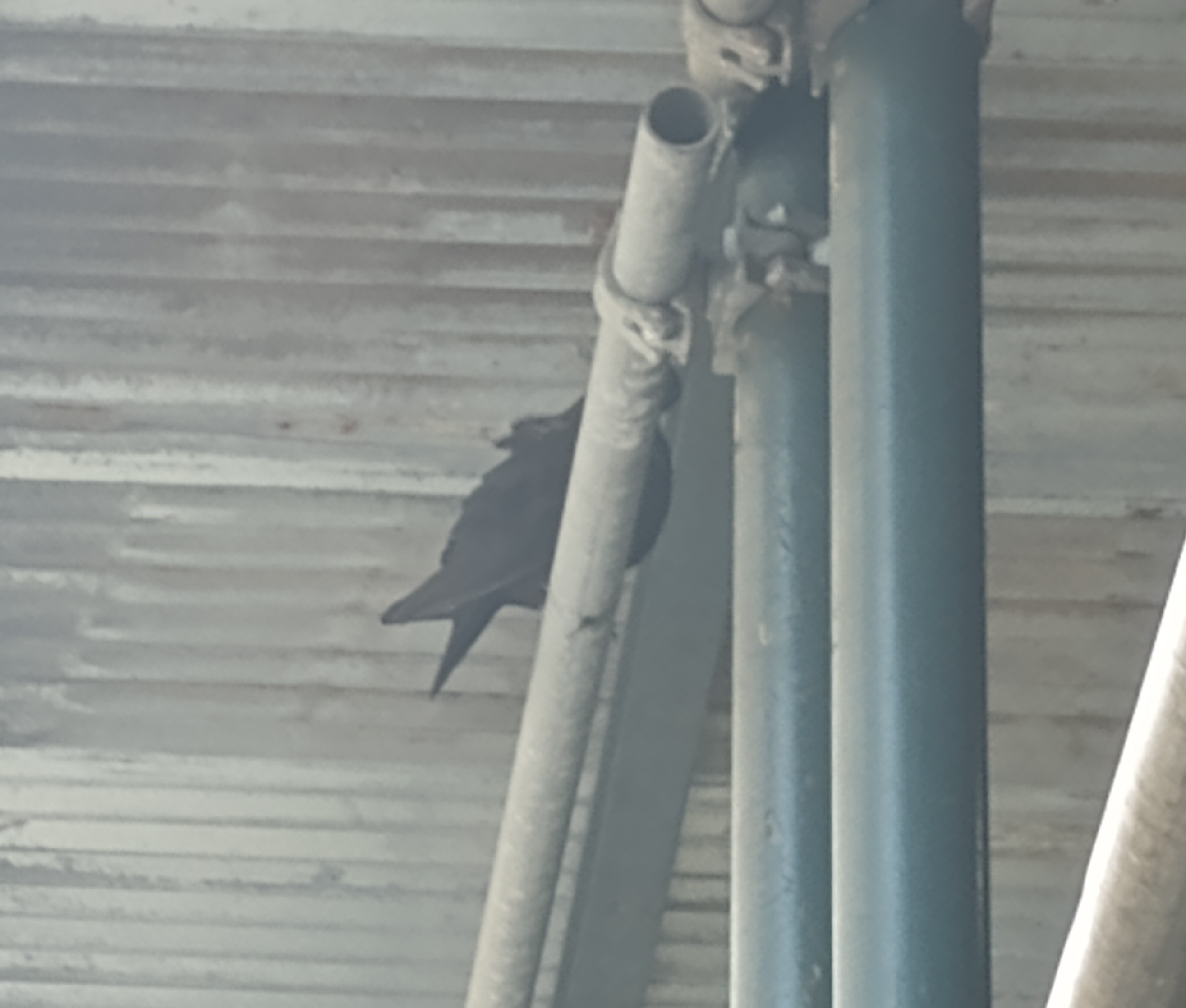 ziggywiggy on Substack: "Have you seen this Sketchy Pigeon? I was waiting for the bus and it ...