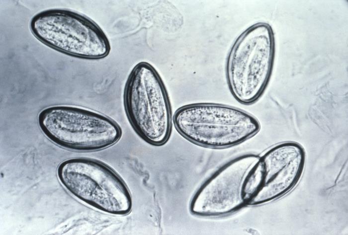 Pinworms: They only come out at night - by Robert Herriman