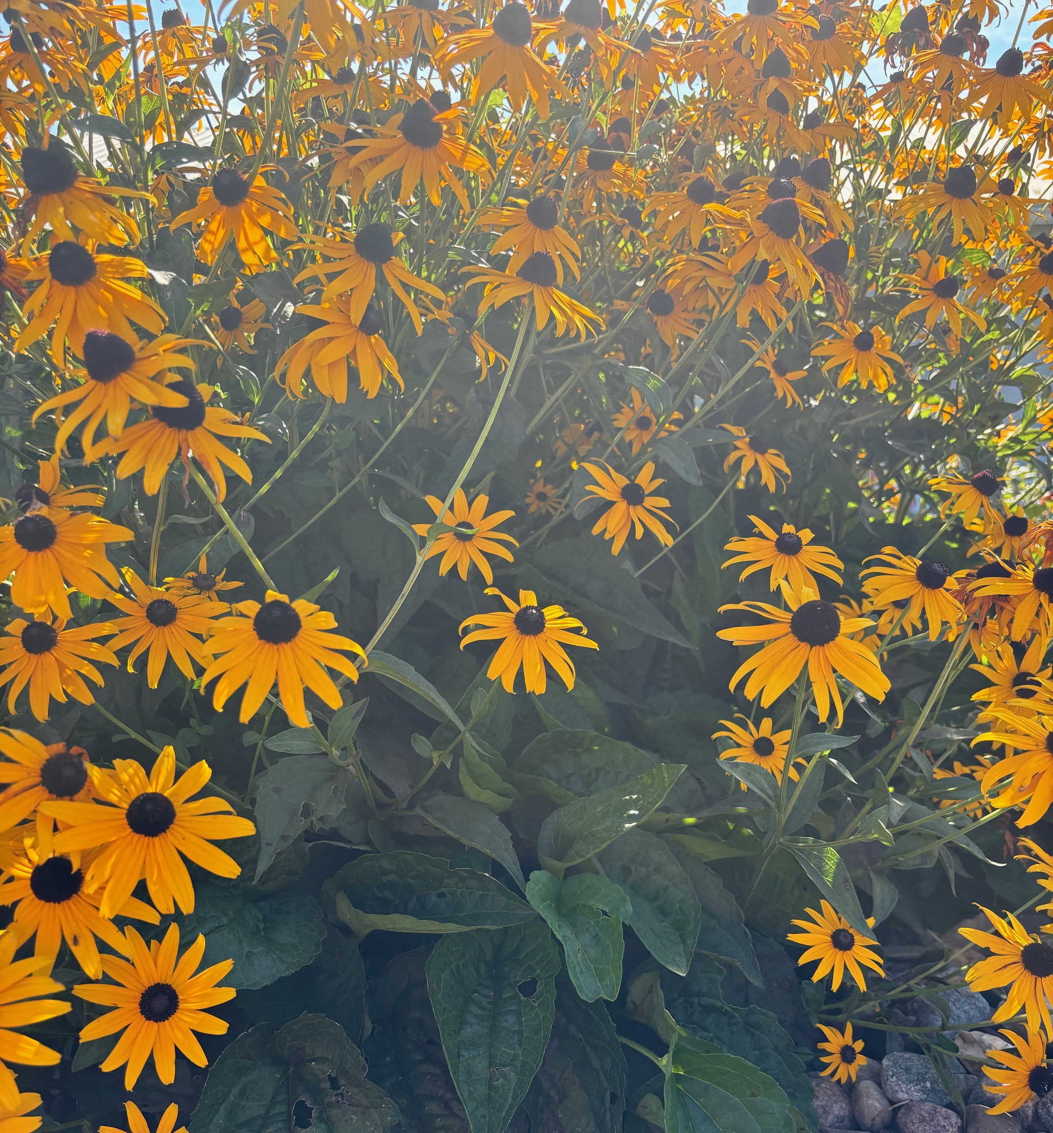 The 'Daily Delight' Practice (+ 100 Examples)