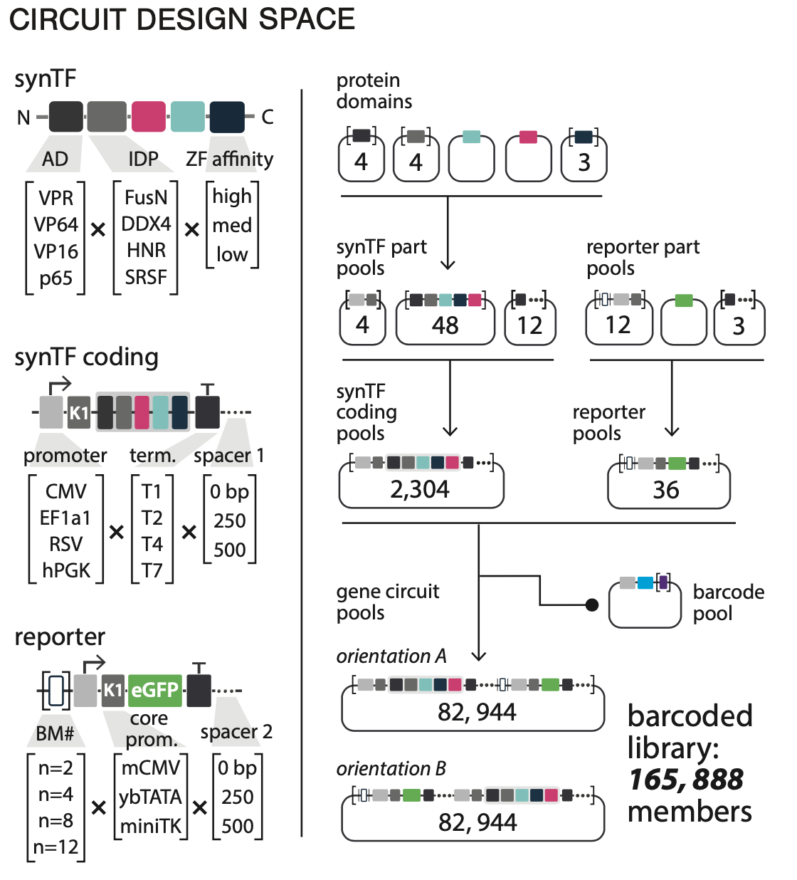 Accelerating genetic design - by Elliot Hershberg