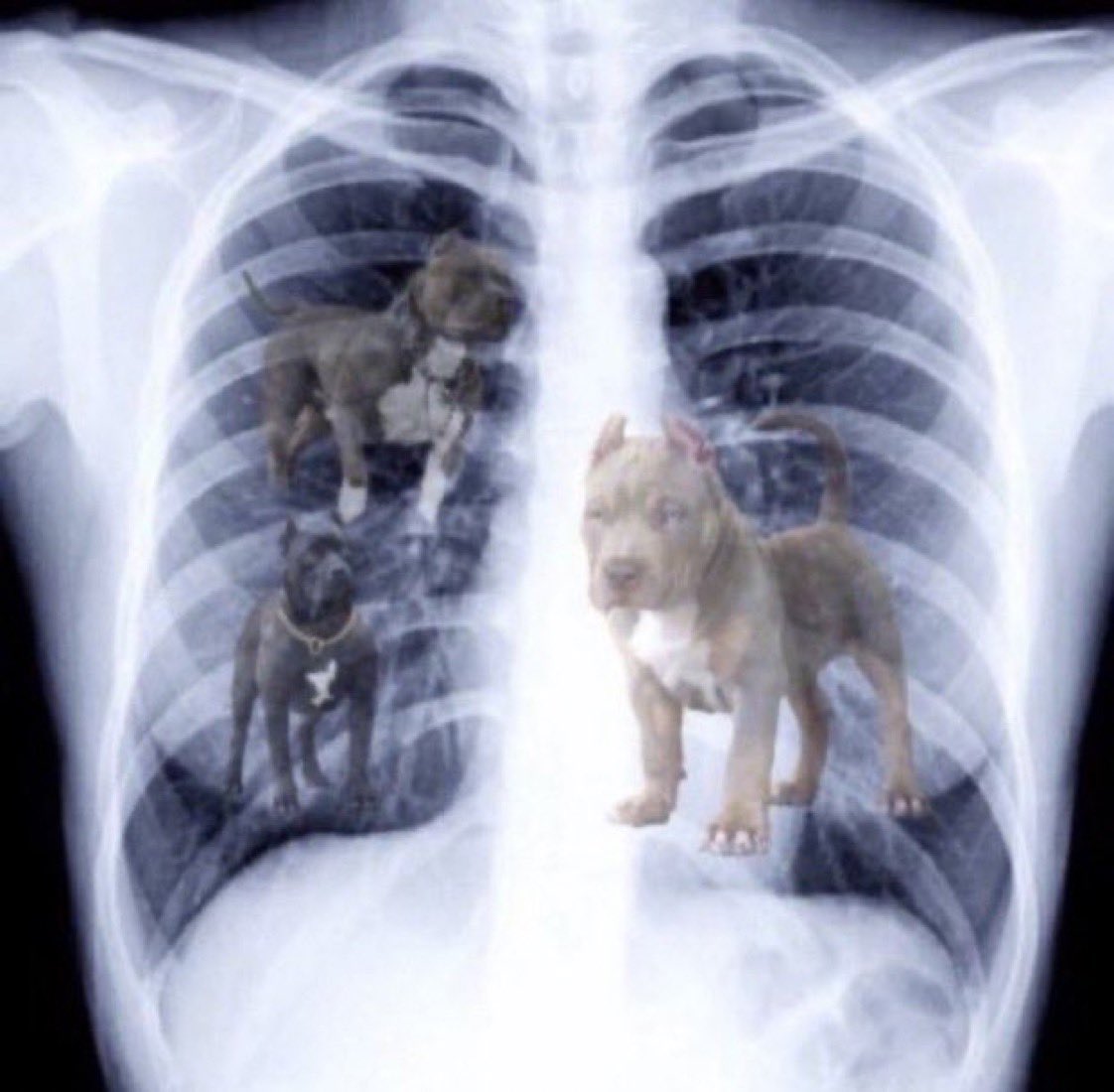 he's got that dog in him, but it is a different kind of dog