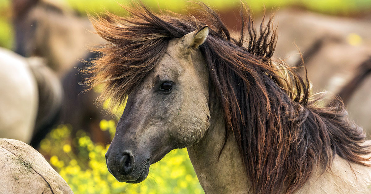 The Return of the Wild: Rewilding Projects Transforming Lands and Seas