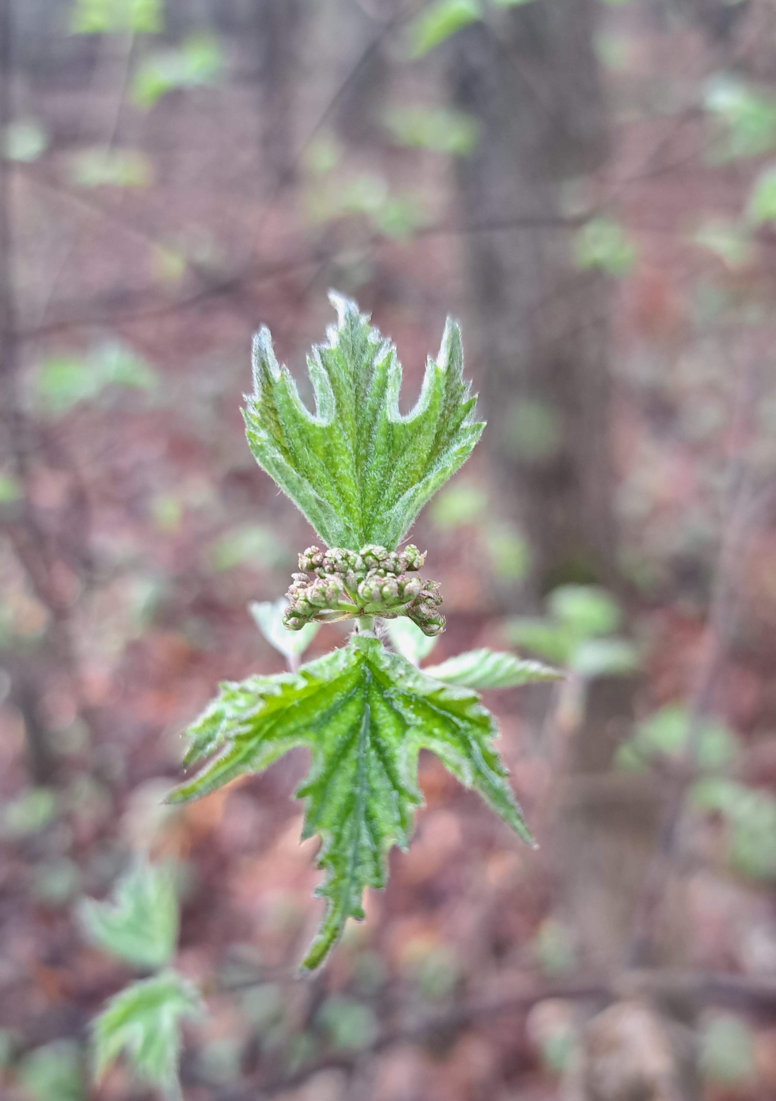 Is it Really Native? How to use BONAP to research native plants