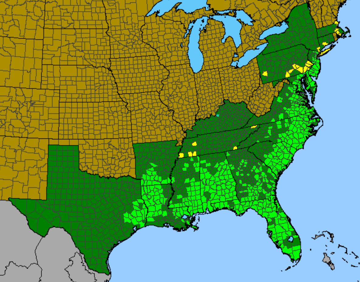 Is it Really Native? How to use BONAP to research native plants