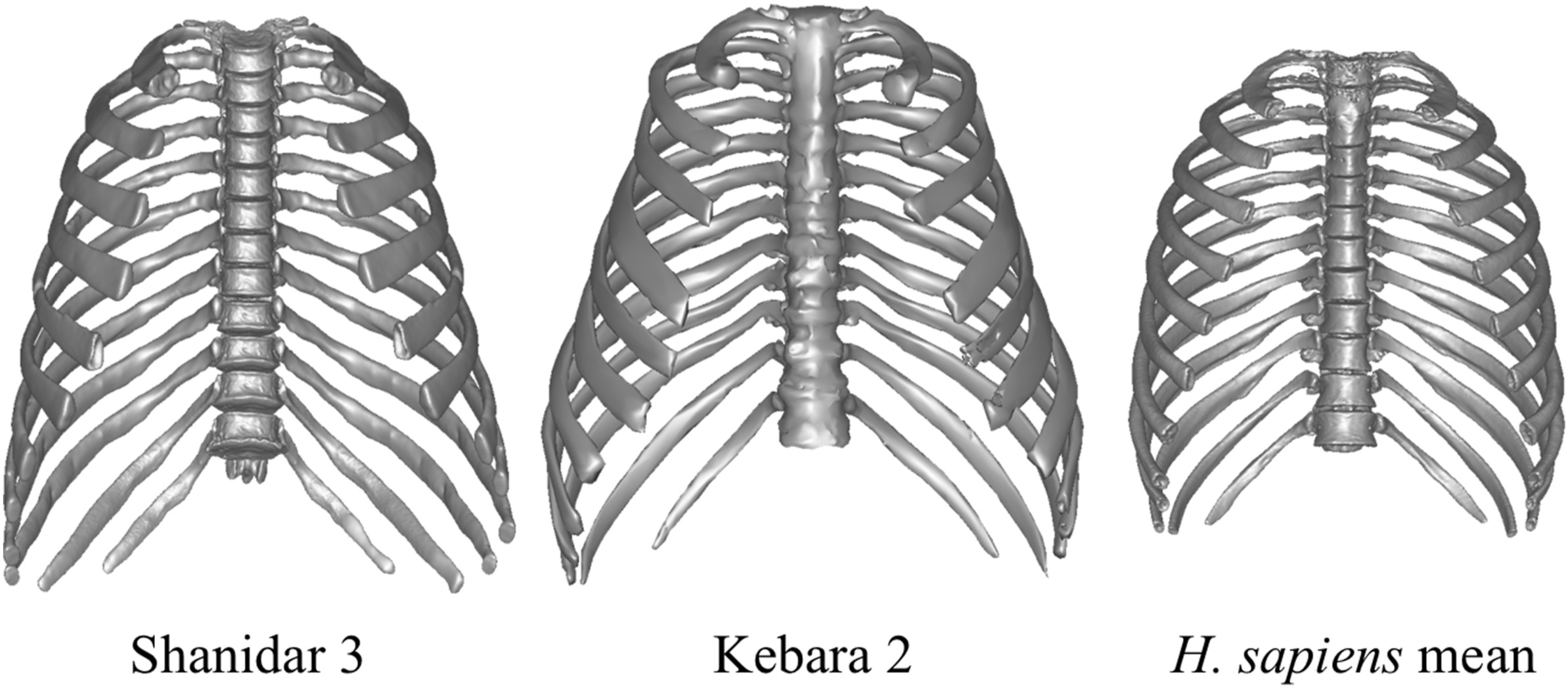 Neanderthal Physique: Rethinking Strength and Adaptation Through ...