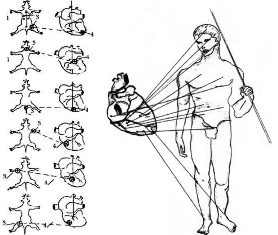 How the Heart Controls Exactly Where Blood Travels Within The Body