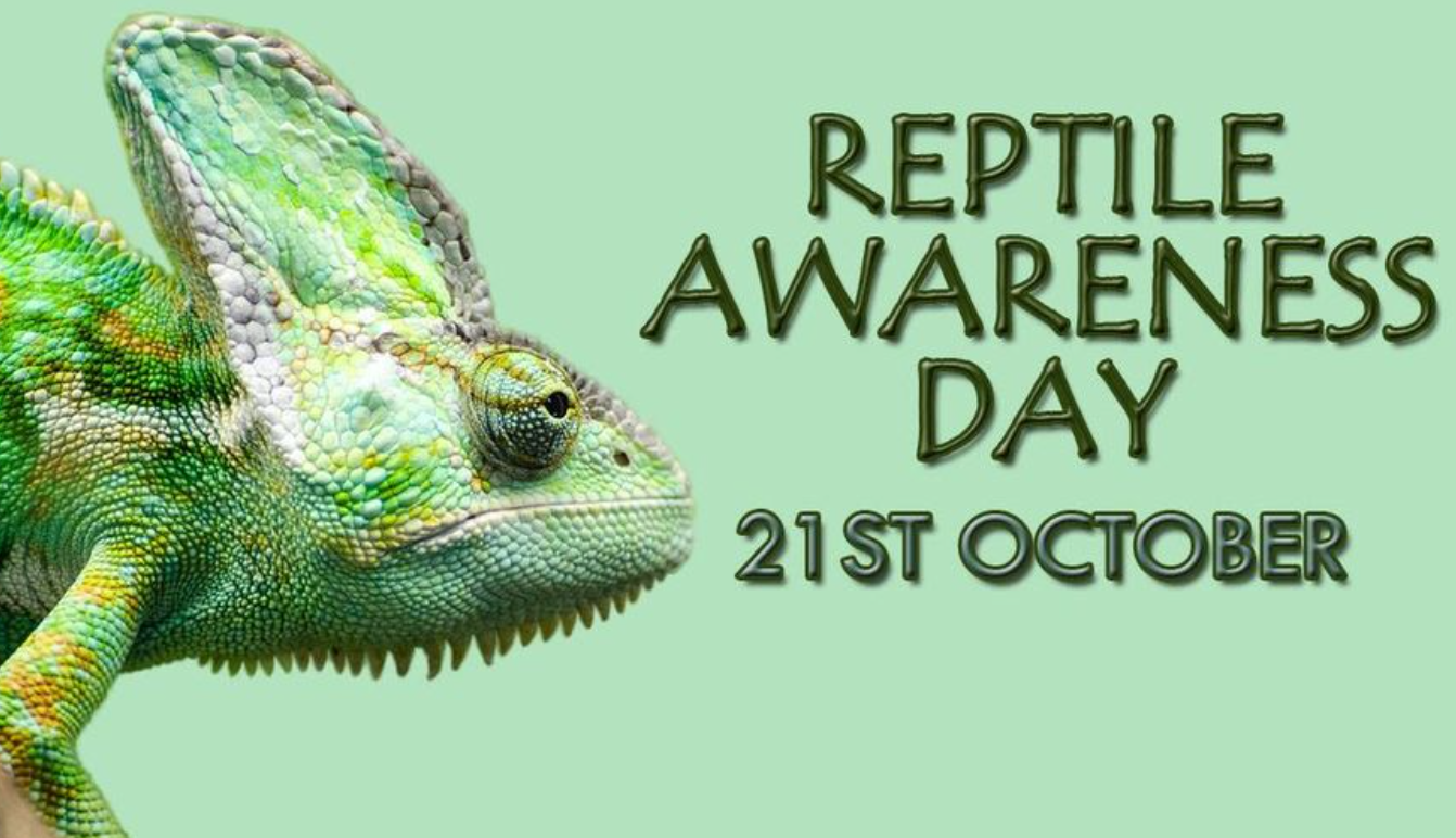 National Reptile Awareness Day - CuriosaDay