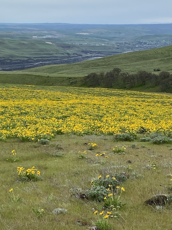 Wild Stories: Lupine & Balsamroot