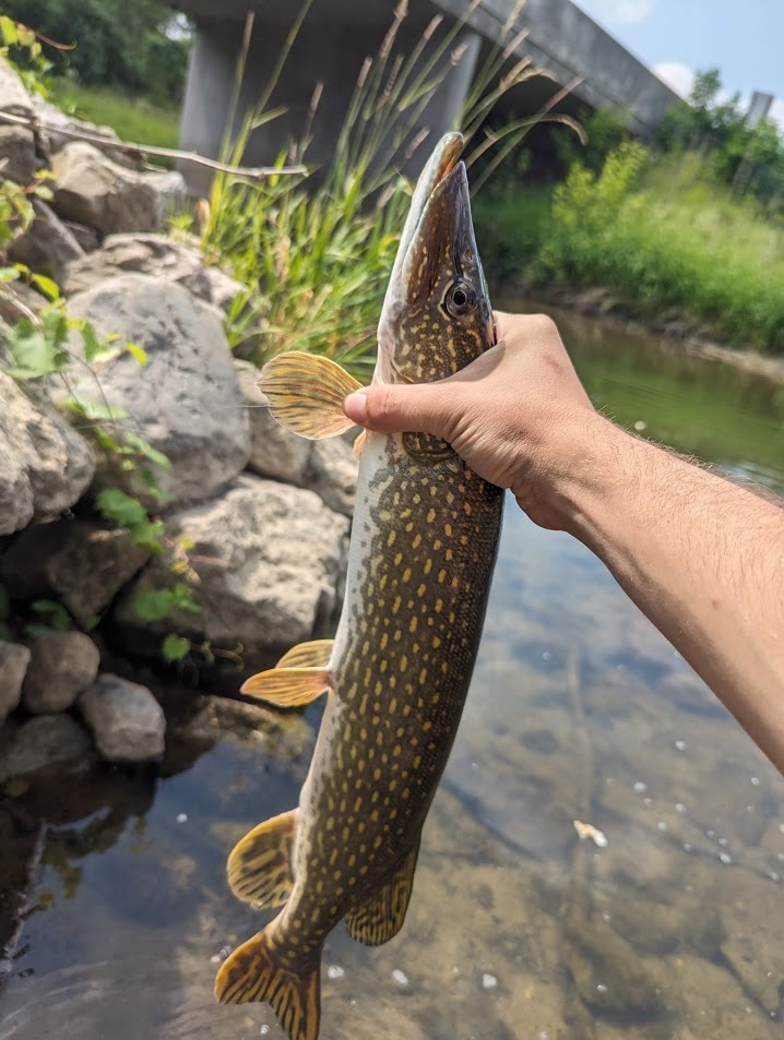Understanding Pike Behavior: