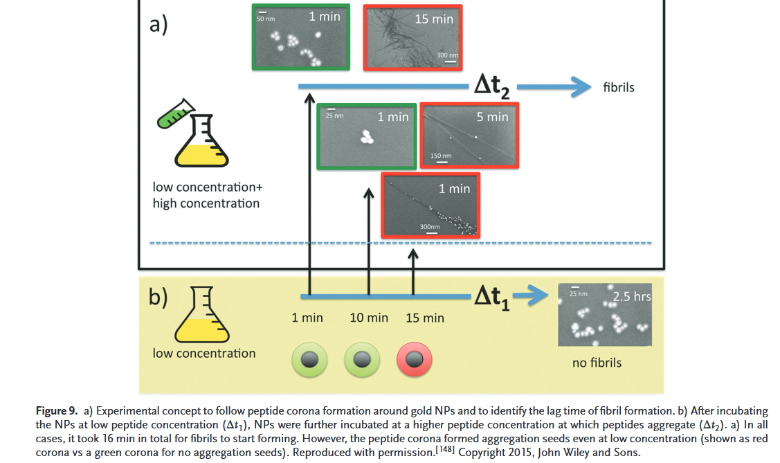 Darkfield Microscopy Shows Self Assembly Of Microfilament In C19 ...